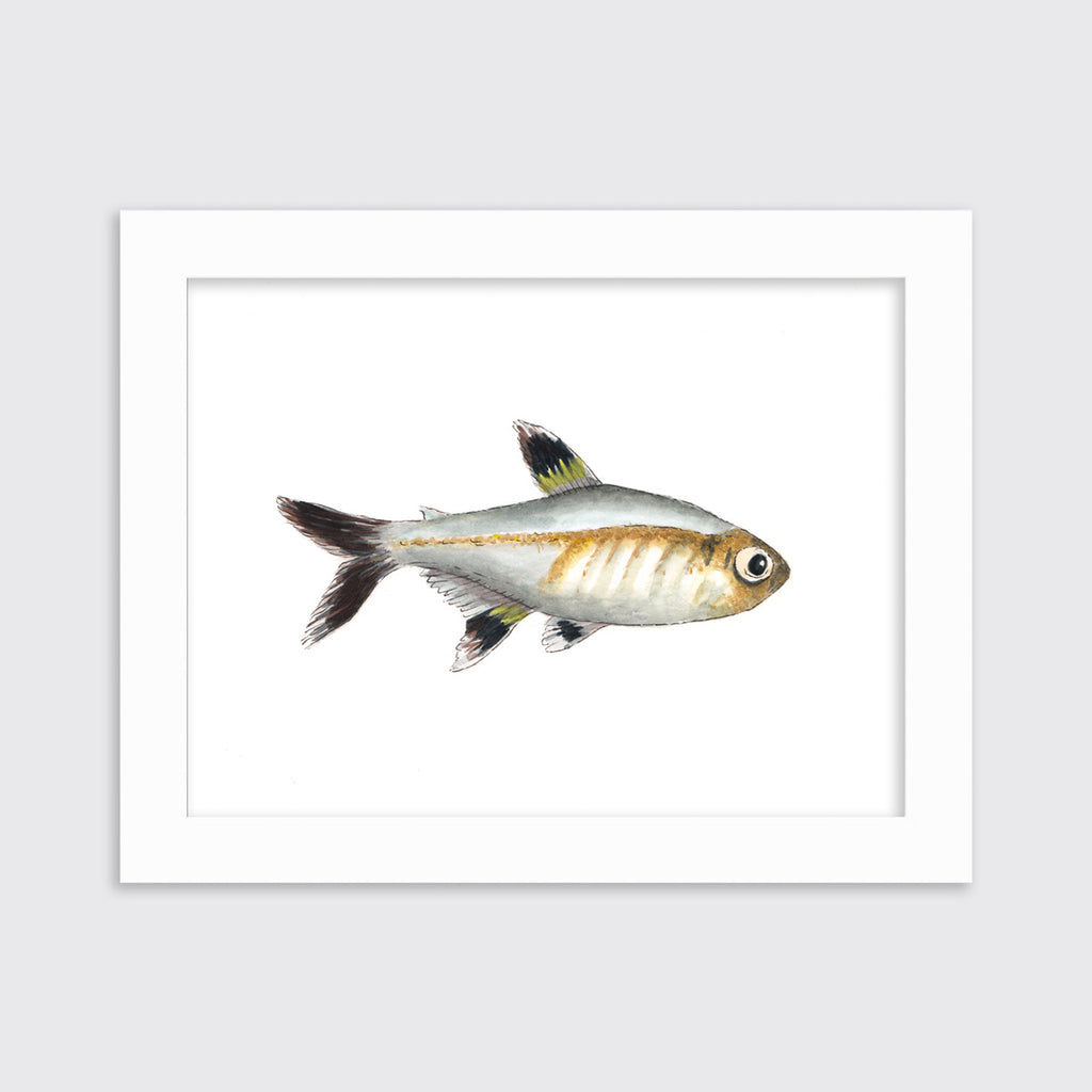 X Ray Fish Adam Summers Uses Dyes To Create Images Of Fish That Look